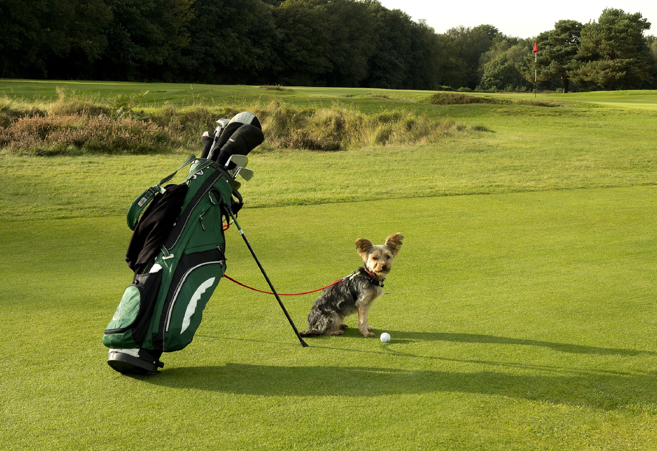 Insta golfhonden • Golf.nl