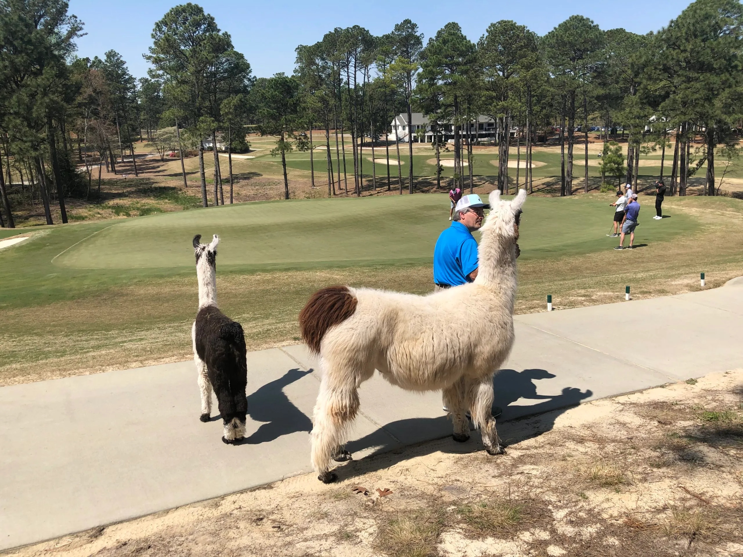 Het Talamore Golf Resort werd bekend dankzij twee viervoeters • Golf.nl