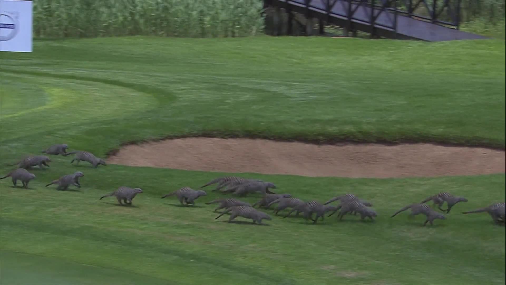 Mangoesten met kennis etiquette op de green • Golf.nl